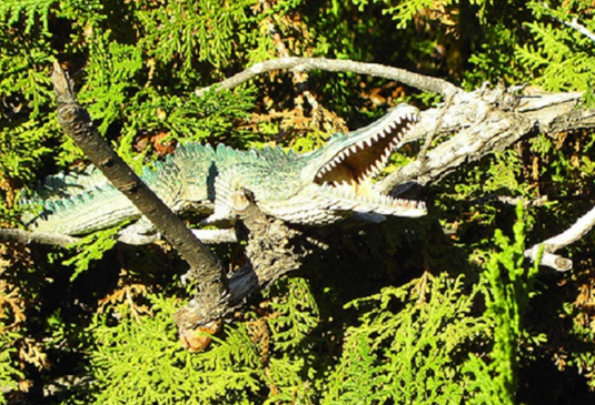 Top 10 facts you didn’t know about nature | by Trending Oasis | Medium