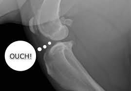 Tibial-Plateau-Leveling Osteotomy — a Canine Surgery | by Joel Todd ...