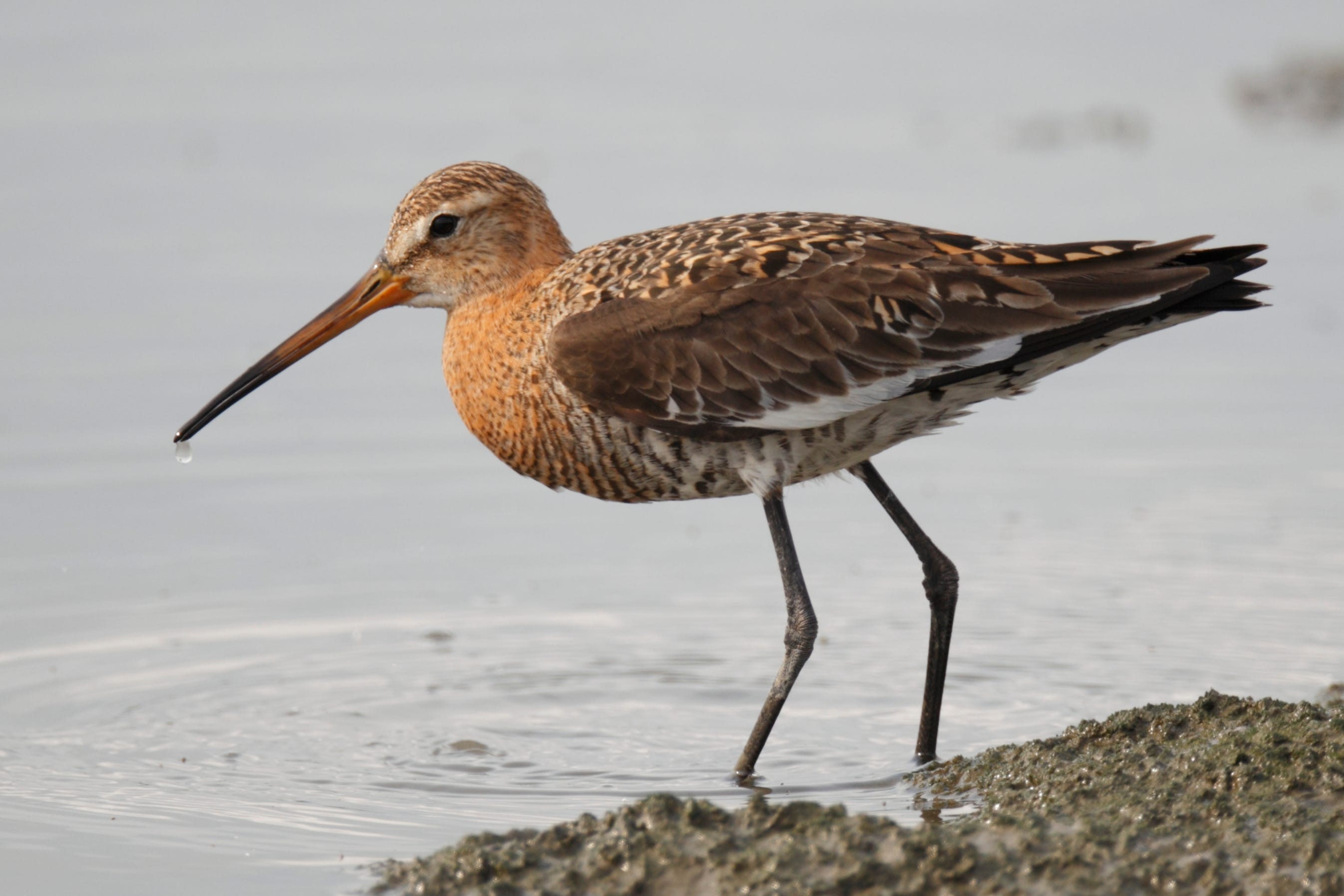 Walk for Nature spotlights Mai Po birds | by WWF HK | Panda blog @WWF ...