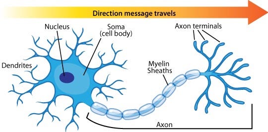 Neuroanatomy – Neurons and Glial Cells | by Saanvi Dixit | Medium