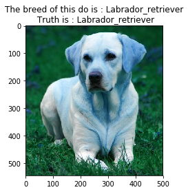 Dog breed identification using transfer learning | by Tamer Farag | Medium