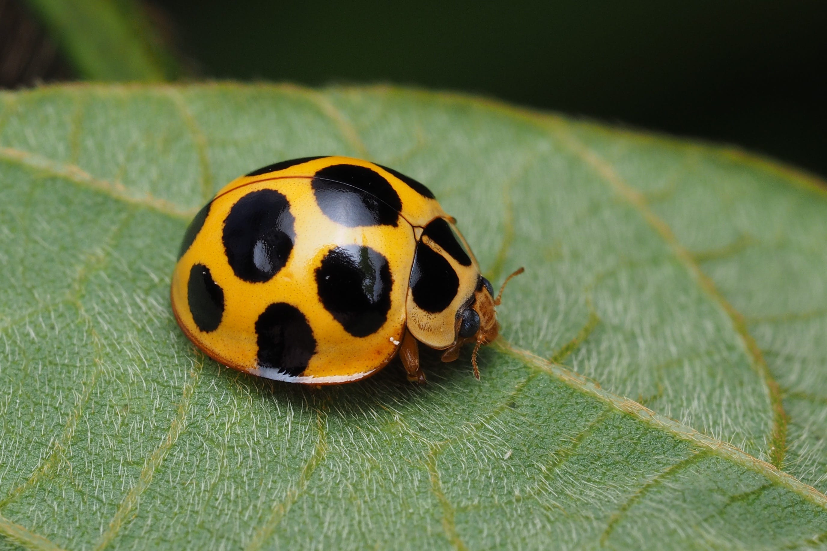 Arachnews: January 6, 2020. Art, news, and science about all things ...
