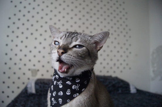 O gato que será o seu meme favorito em 2018 | by Memes Brasileiros | Medium