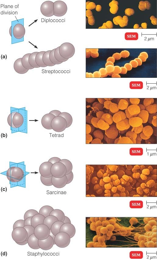 Morphology of Bacteria | by Biology Experts Notes | Medium