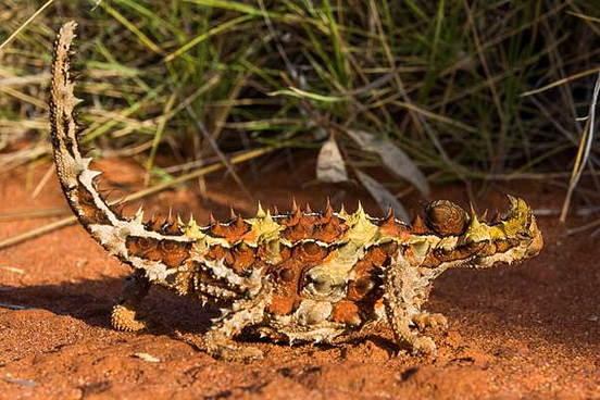 15 Most Famous Wild Animals of Australia | by Suri Do | Medium
