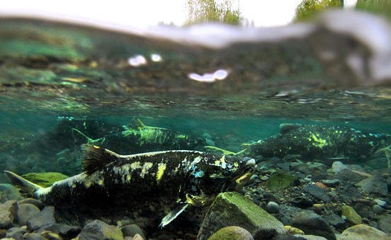 Life After Death: Your Ultimate Guide to Zombie Salmon | by U.S.Fish ...