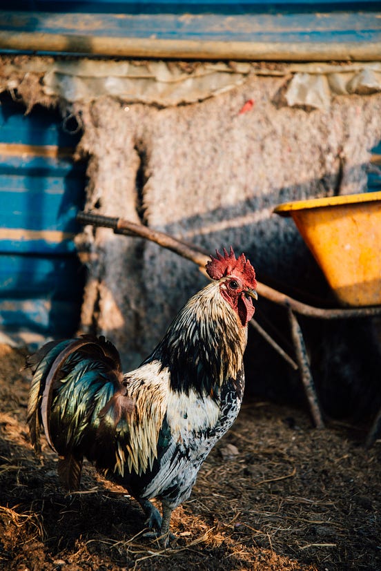 Mother of Chickens. The story of Yeonsan Ogye Black Chicken… | by ...