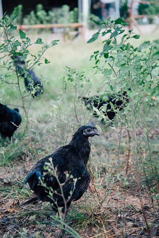 Mother of Chickens. The story of Yeonsan Ogye Black Chicken… | by ...