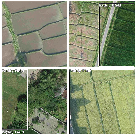 Rice Field Predictor. Using Single Shot MultiBox Detector to… | by Faris Dzikrur Rahman ...