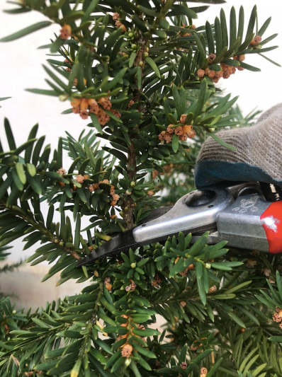 Pruning Yew. Up close and personal with this glossy… | by Museum ...