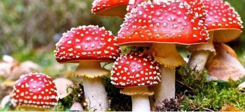 Illustrations of Magic Mushrooms in Early Christian Iconography | by ...