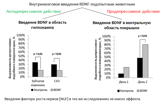 Молекулярные аспекты патогенеза депрессивных расстройств | by Alex ZVY | Open Longevity RUS | Medium