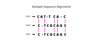What is a Sequence alignment?. Sequence alignment helps to compare ...