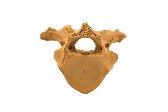 3D Model of Bison Thoracic Vertebrae | by Andy Chan | Digital Heritage ...