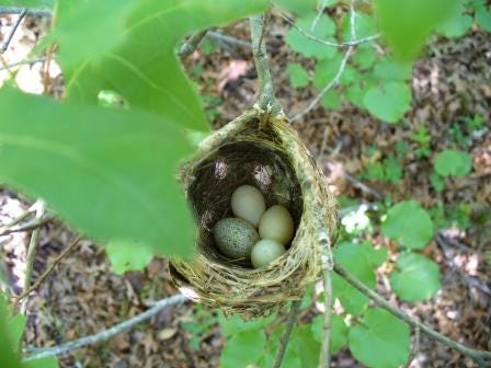 Black Capped Vireos Show Great Recovery By U S Fish Wildlife