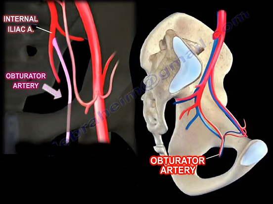 The Obturator Artery. The obturator artery is branch of the… | by Nabil ...