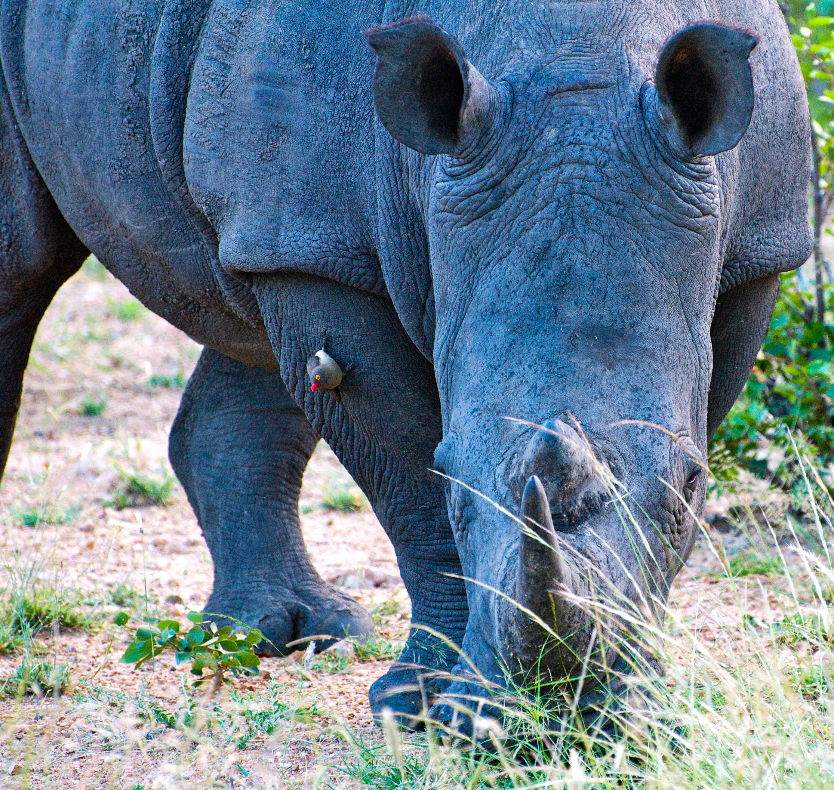 The Beauty of Rhinoceri. Gentle Giants on the Verge of… | by Erika ...