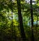 ANIMIST ROCK - Rewild Earth — Toward Post-Civilization - Medium