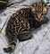 New Ocelot Den Found!. Biologists find the first den in 20… | by U.S ...