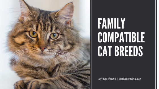 Family-Compatible Cat Breeds. With the wide variety of cats, choosing ...