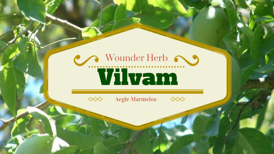 Vilvam — The Wonder Herb. Vilvam or Aegle marmelos commonly known… | by ...