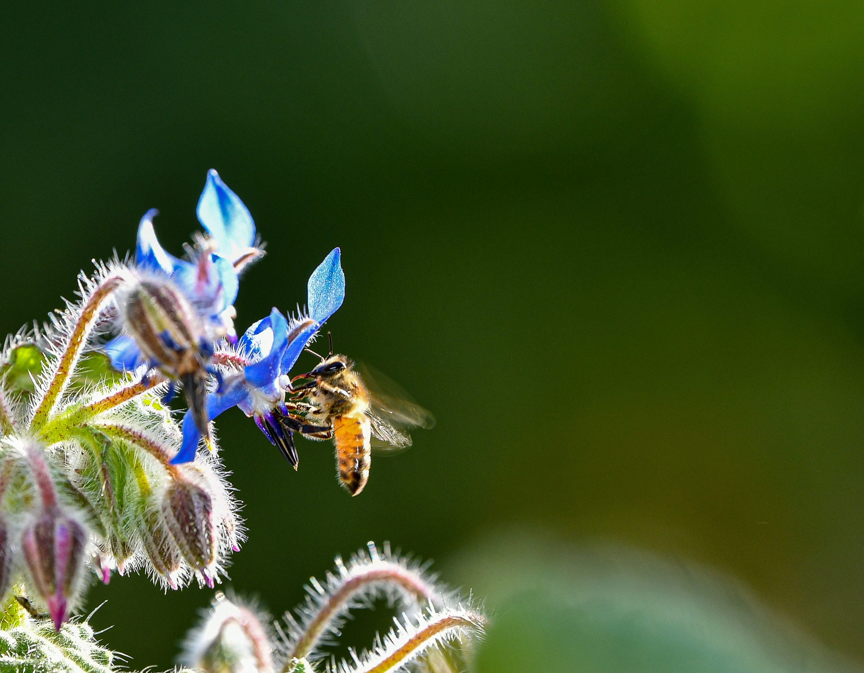 Bees on Borage. These precious pollinators adore the… | by Erika ...
