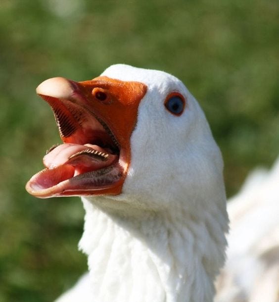 The Suicidal Duck. I was in shock. My kid was traumatized… | by Elena ...