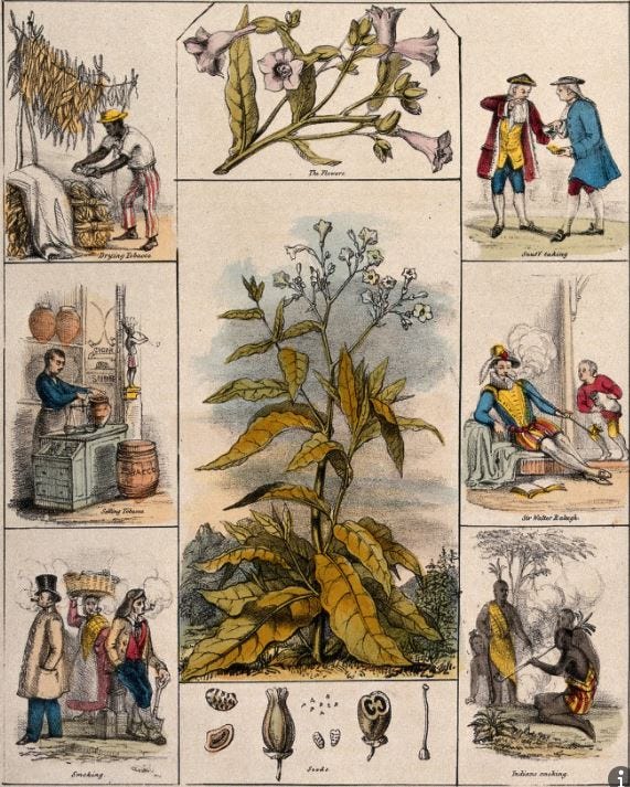 The Surprising History of Tobacco | Do you know the amazing facts about ...