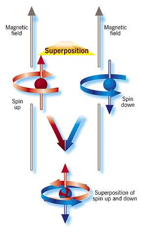 Quantum Biology: Magnetoreception | by Sri Ram | Medium