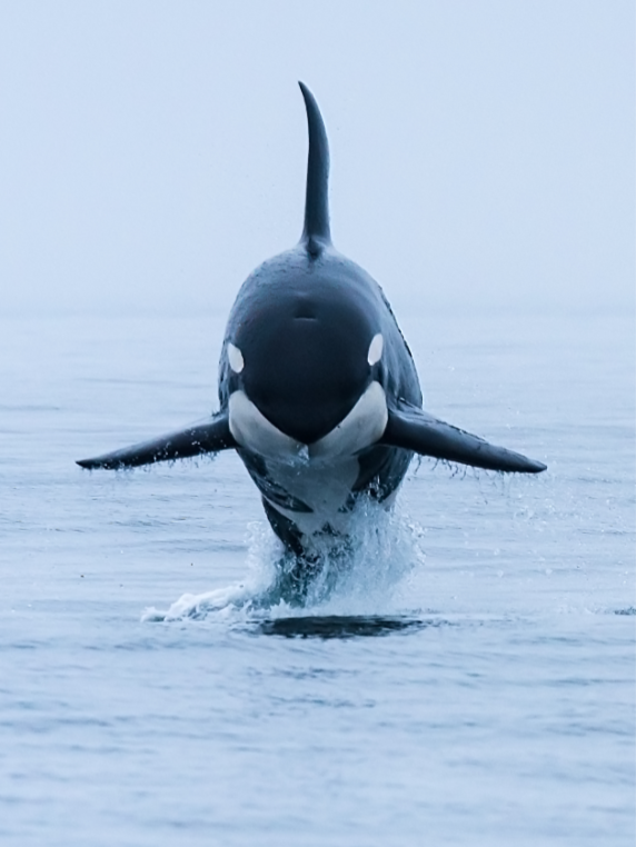How Washington is doing on orca recovery — and what comes next | by The ...