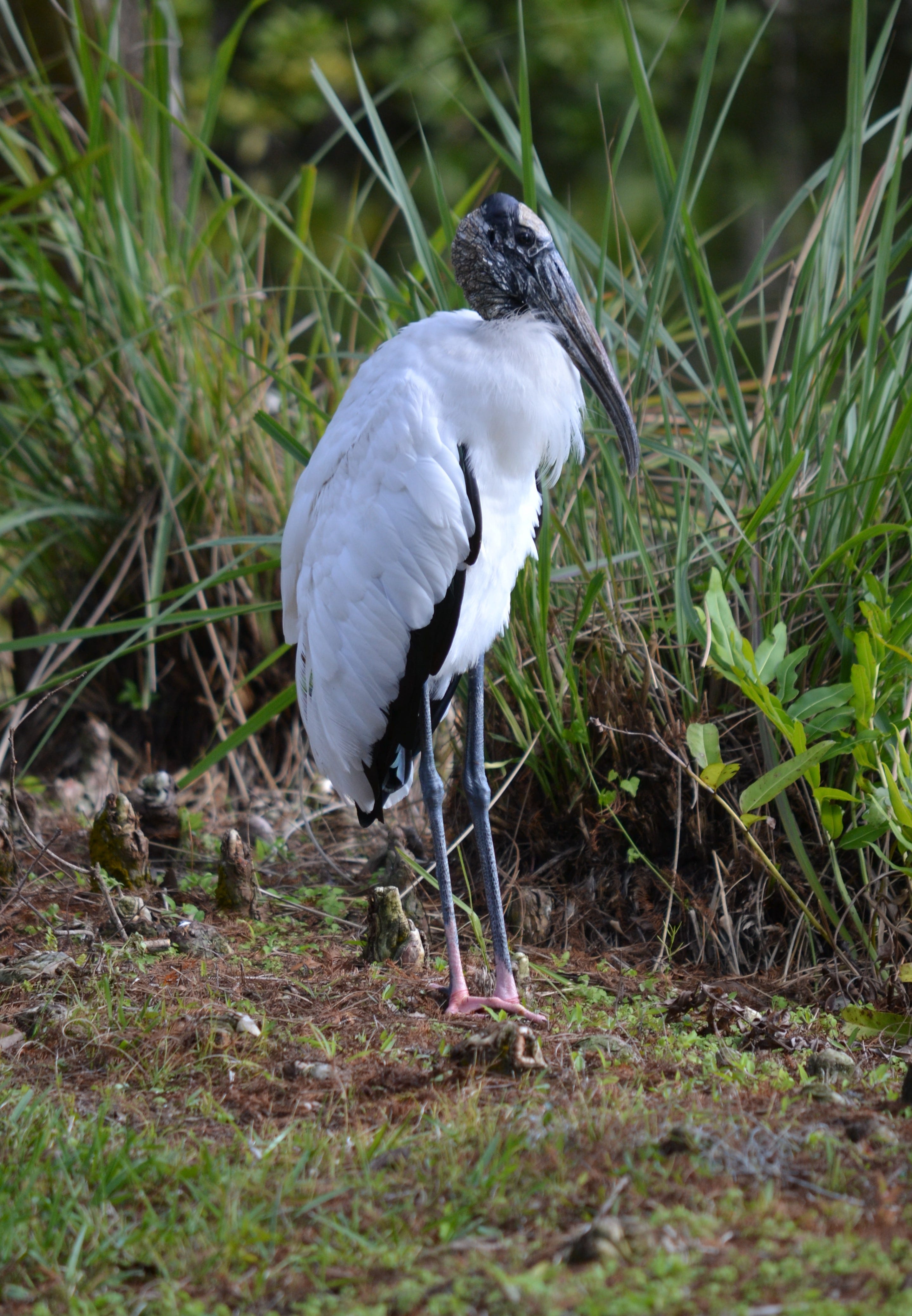 In Favor of Florida’s Wood Storks | by John Dean | Dean’s List | Medium