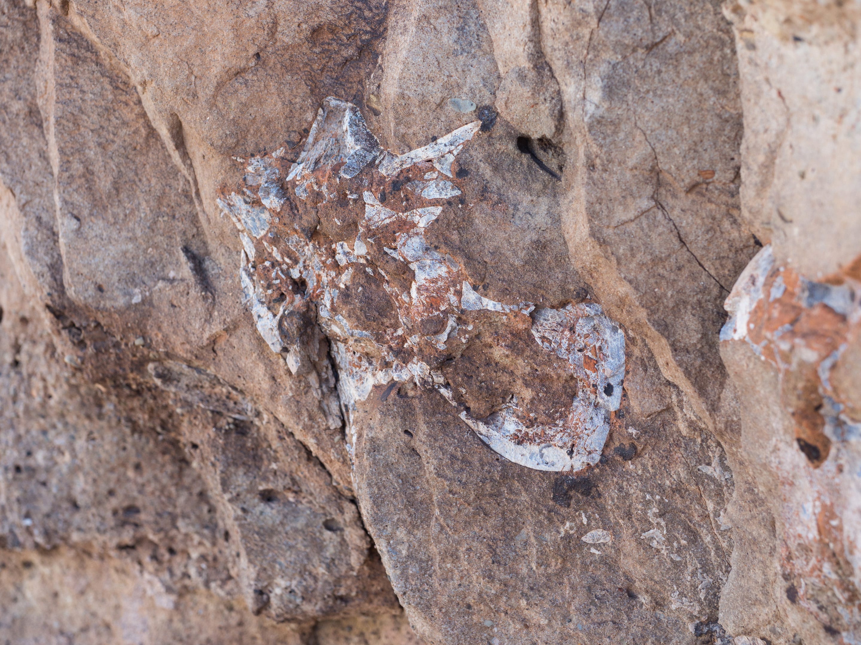 Fossils, Geysers, and Rocks, oh my. Also, driving across Utah again ...