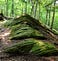 ANIMIST ROCK - Rewild Earth — Toward Post-Civilization - Medium