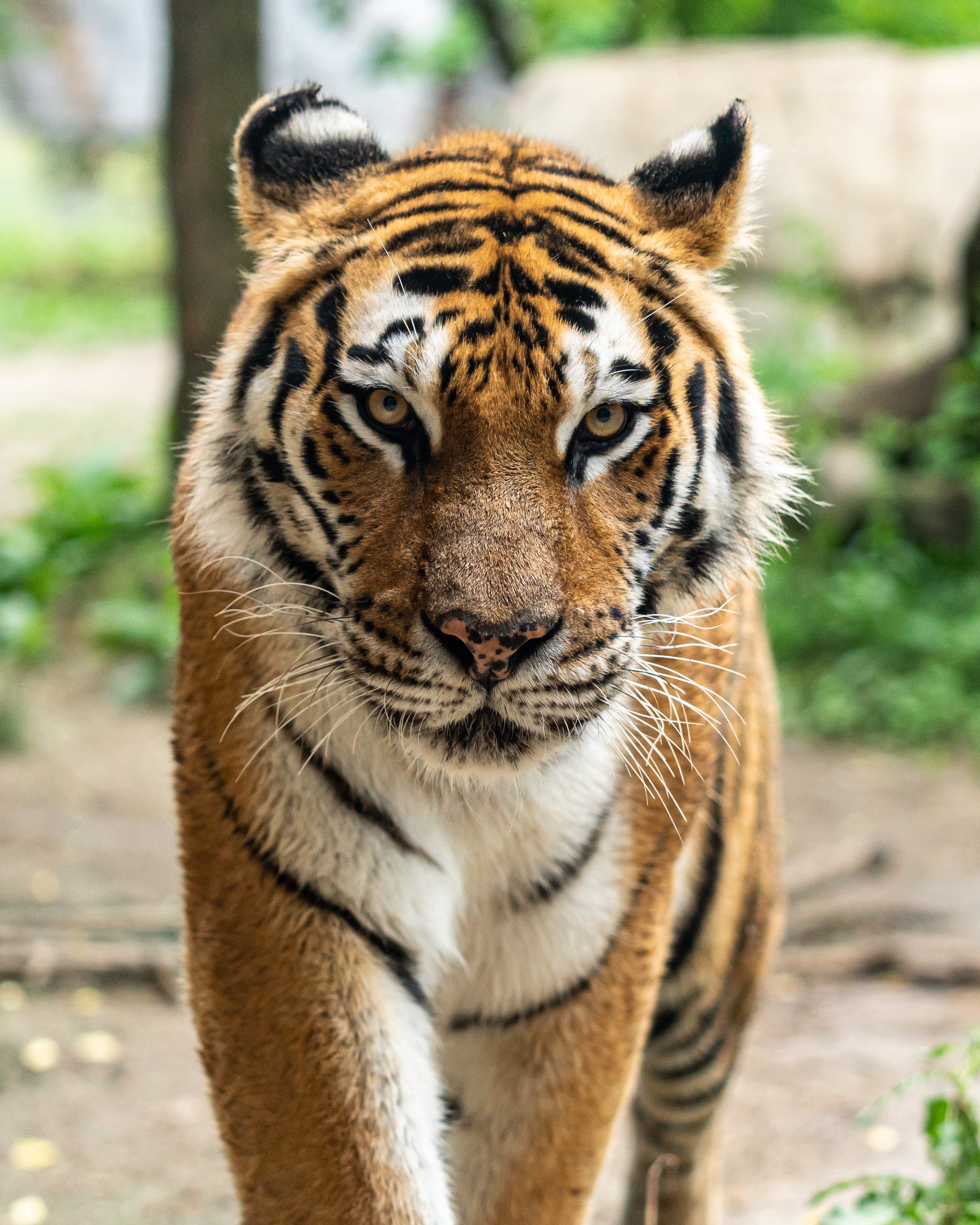 The Indian Tigress. Powerful, colorful but fierce when… | by Sumera ...
