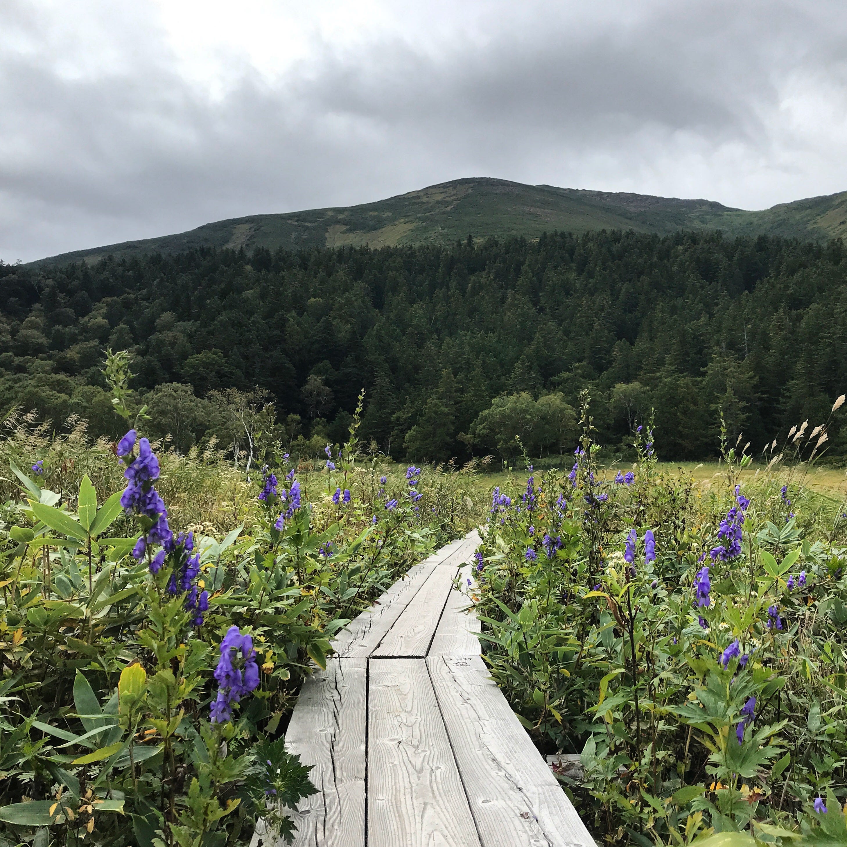 34 — Mt. Shibutsu 2228m. 22 September 2019 | by Ann van den Borne | 100 ...
