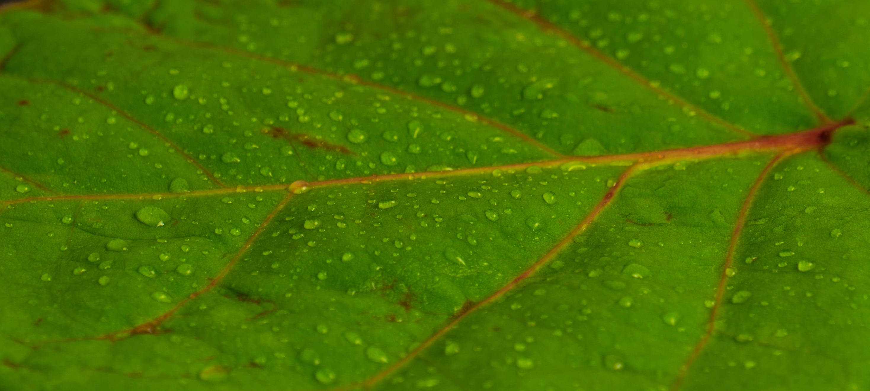 How Leaves Shaped the World. And why you should care | by Leif Johnson ...