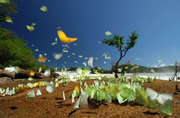 Swarm Leadership II. You & the ‘Cloud’ or Swarm | by Floris Koot | The ...