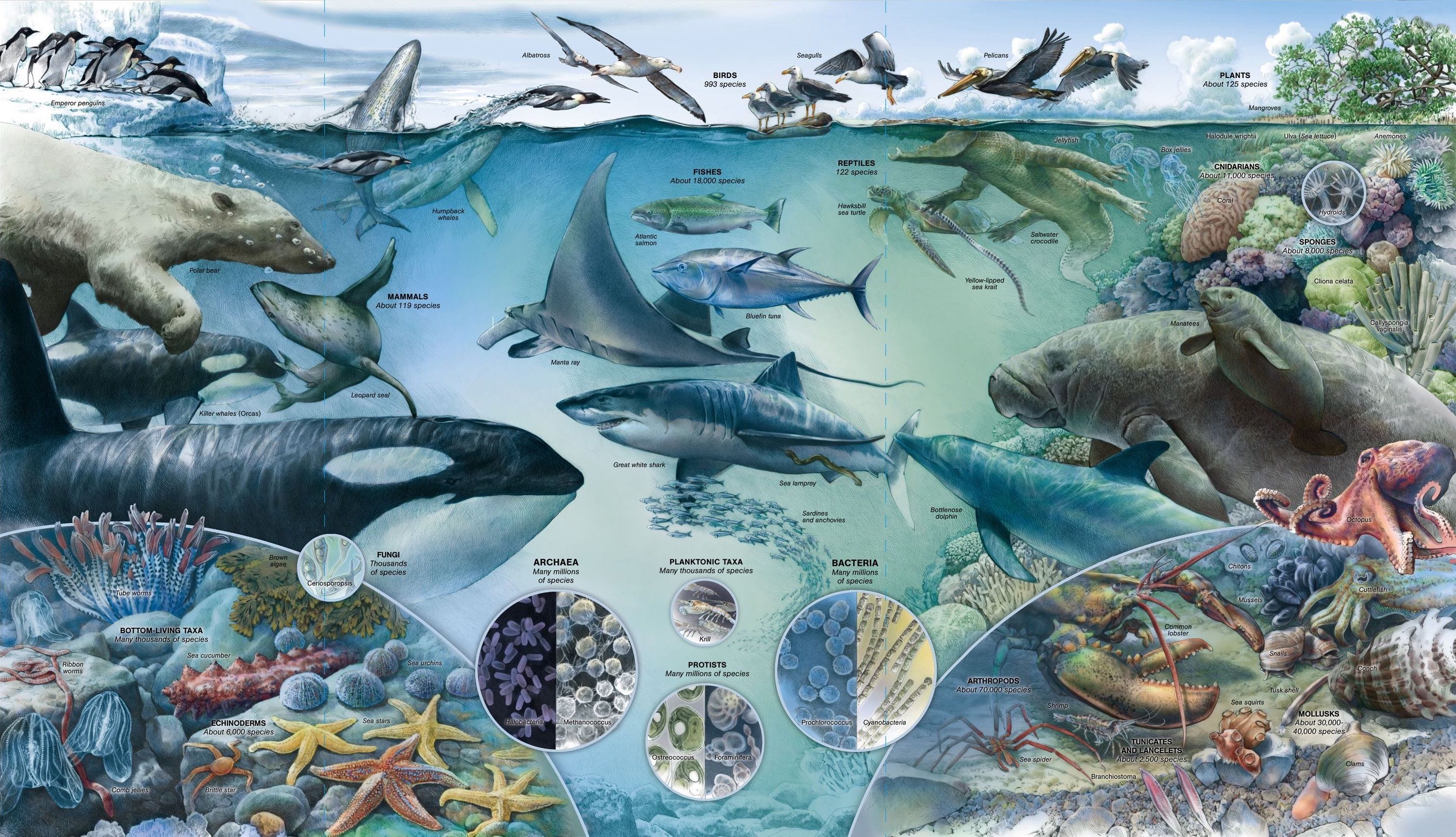 Habitat & Biodiversity. The continual exchange of matter and… | by ...