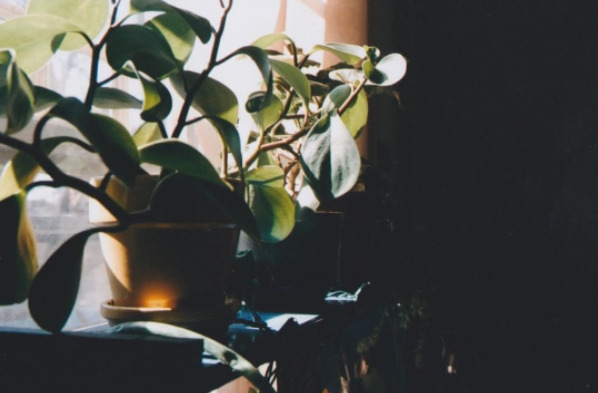 open scapula. from //what plants taught me about… | by wimpy af | a Few ...