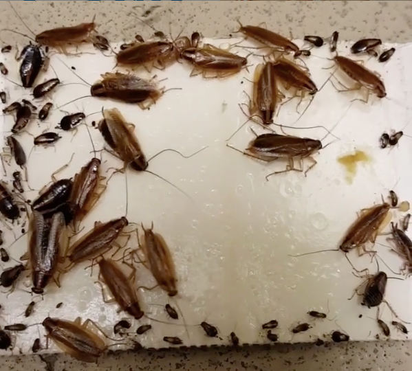 Why Cockroaches Swarm in Summer — What Residents Can Do | by greenleaf pestcontrol | Medium