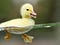 Stanford Duck Syndrome. Keep calm and carry on? | by Katherine Long ...