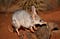 The Bilby: back from the brink of extinction | by Taronga Conservation ...