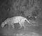 New Ocelot Den Found!. Biologists find the first den in 20… | by U.S ...