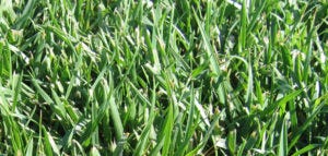 6 Common Grass Types in Australia: How to Choose Right Grass for your ...