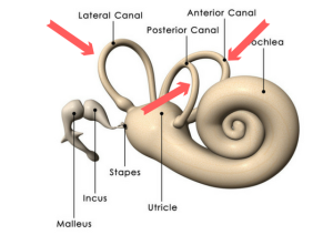 The Anatomy of Vertigo. Part III of my Anatomy of… Series. If… | by Dr ...