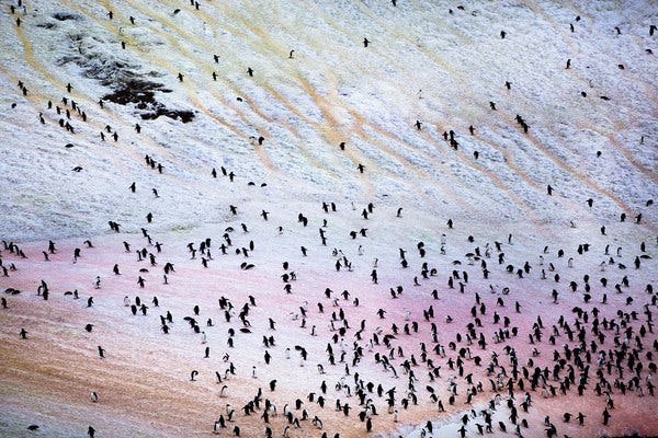 4. The hunt for green snow: chasing the mystery of how snow algae bloom ...