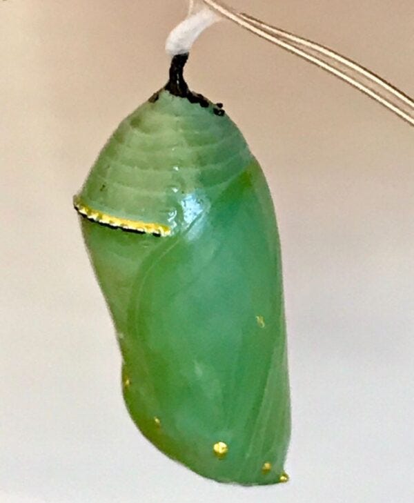 In the Chrysalis - Jenny Brav - Medium