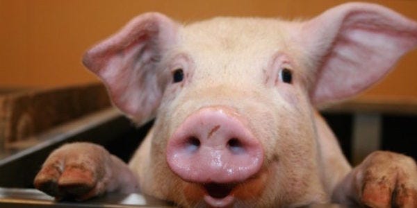Xenotransplantation- Human Pig Hybrids? | by Scifluence | Medium