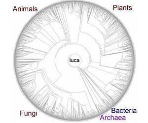 Procurando por LUCA, o ancestral comum dos seres vivos | by Yara Laiz ...