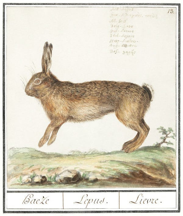 Be the Hare. No hurry, no pause? Maybe later. | by Megan Preston Meyer ...